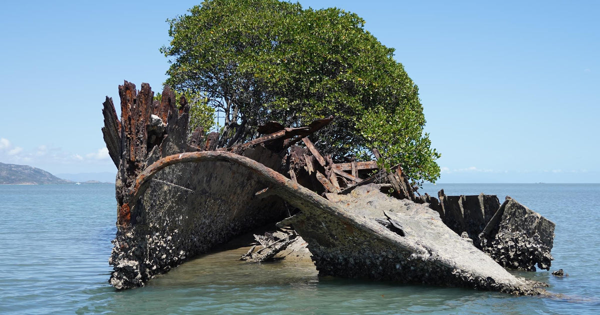 mangrove ship