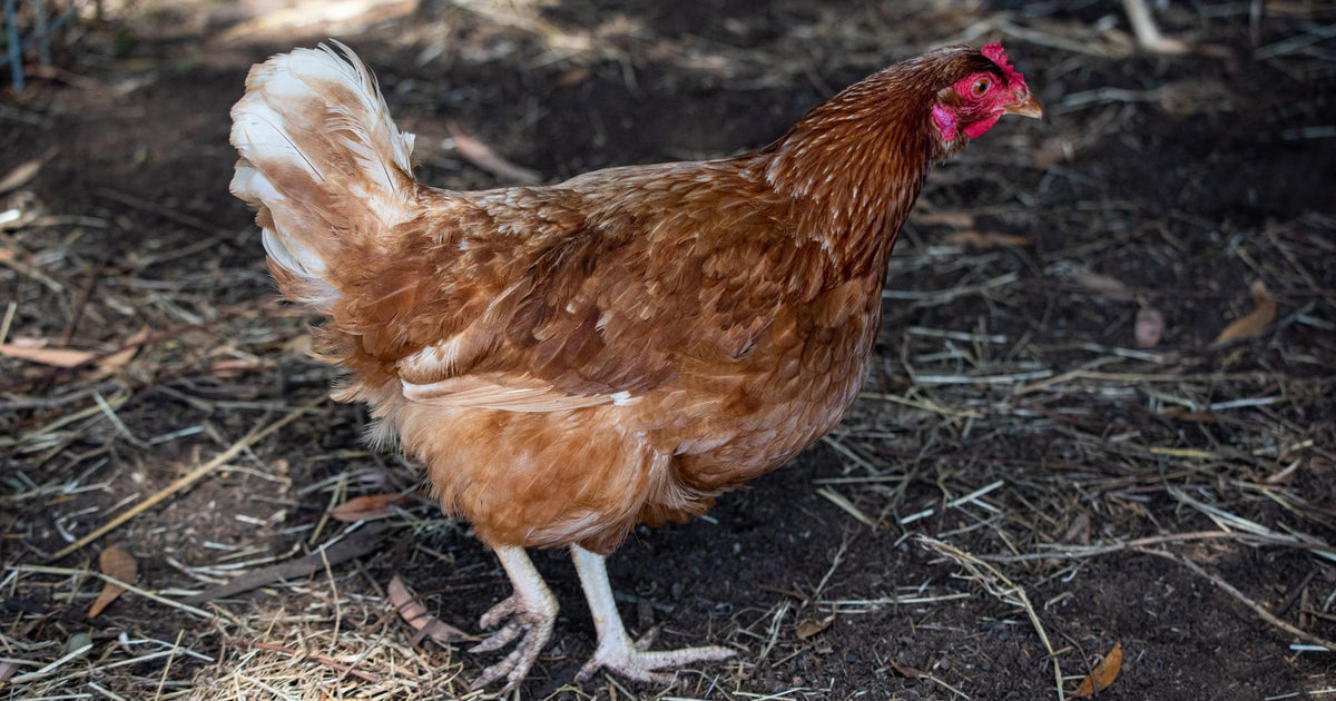 255 photos of Chickens – Fotoref