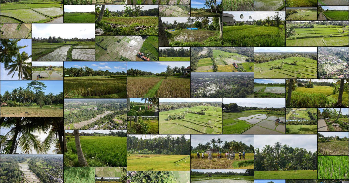 216 photos of Bali Rice Paddies – Fotoref