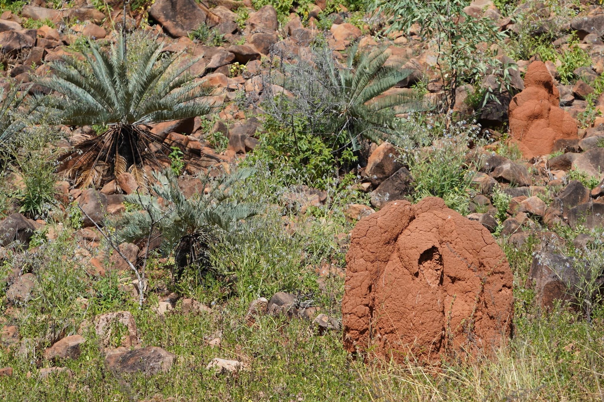 90 photos of Thick Red Termite Mounds – Fotoref
