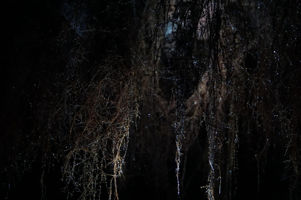 200 photos of Cave Tree Roots – Fotoref