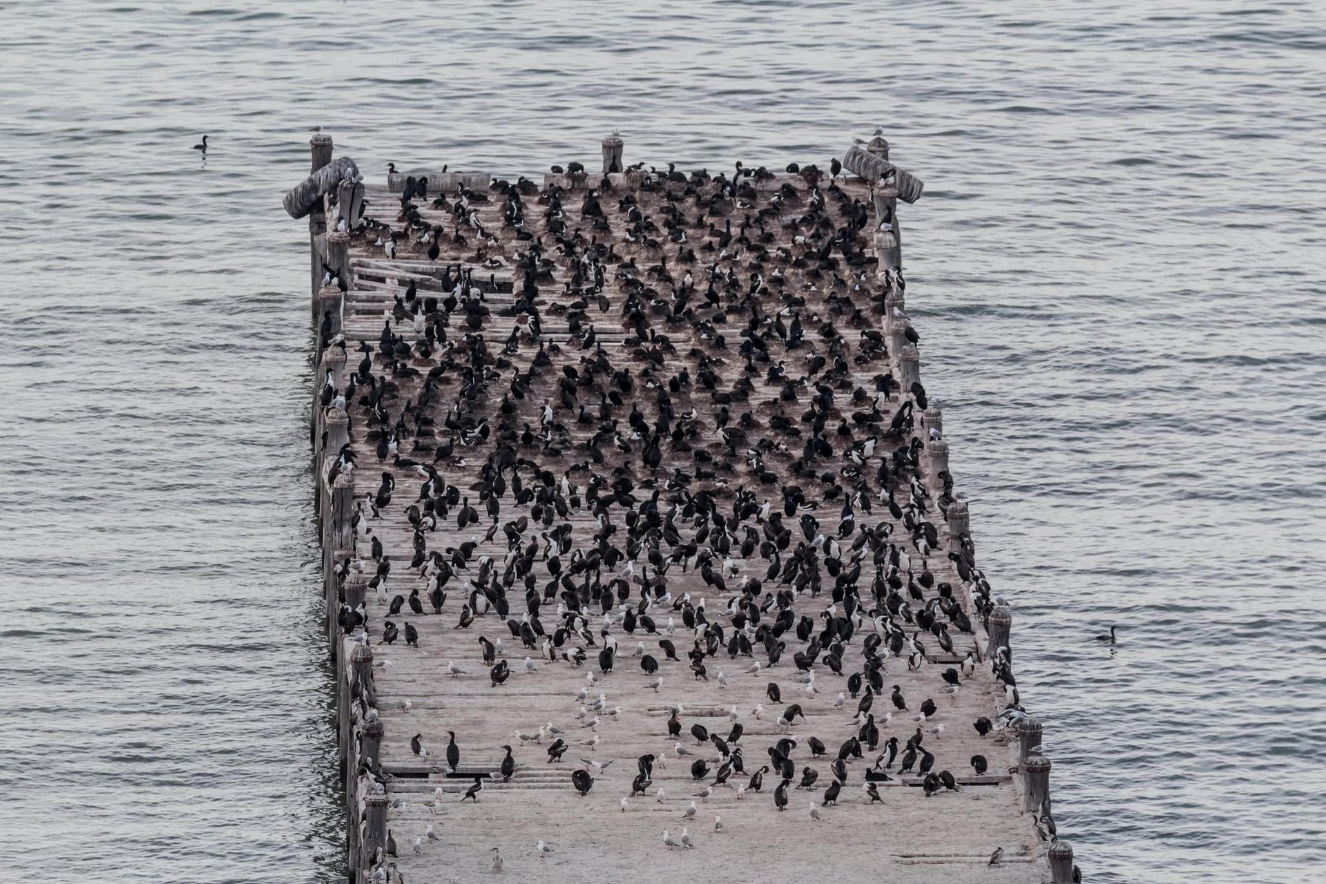 59 photos of Pier Bird Colony – Fotoref