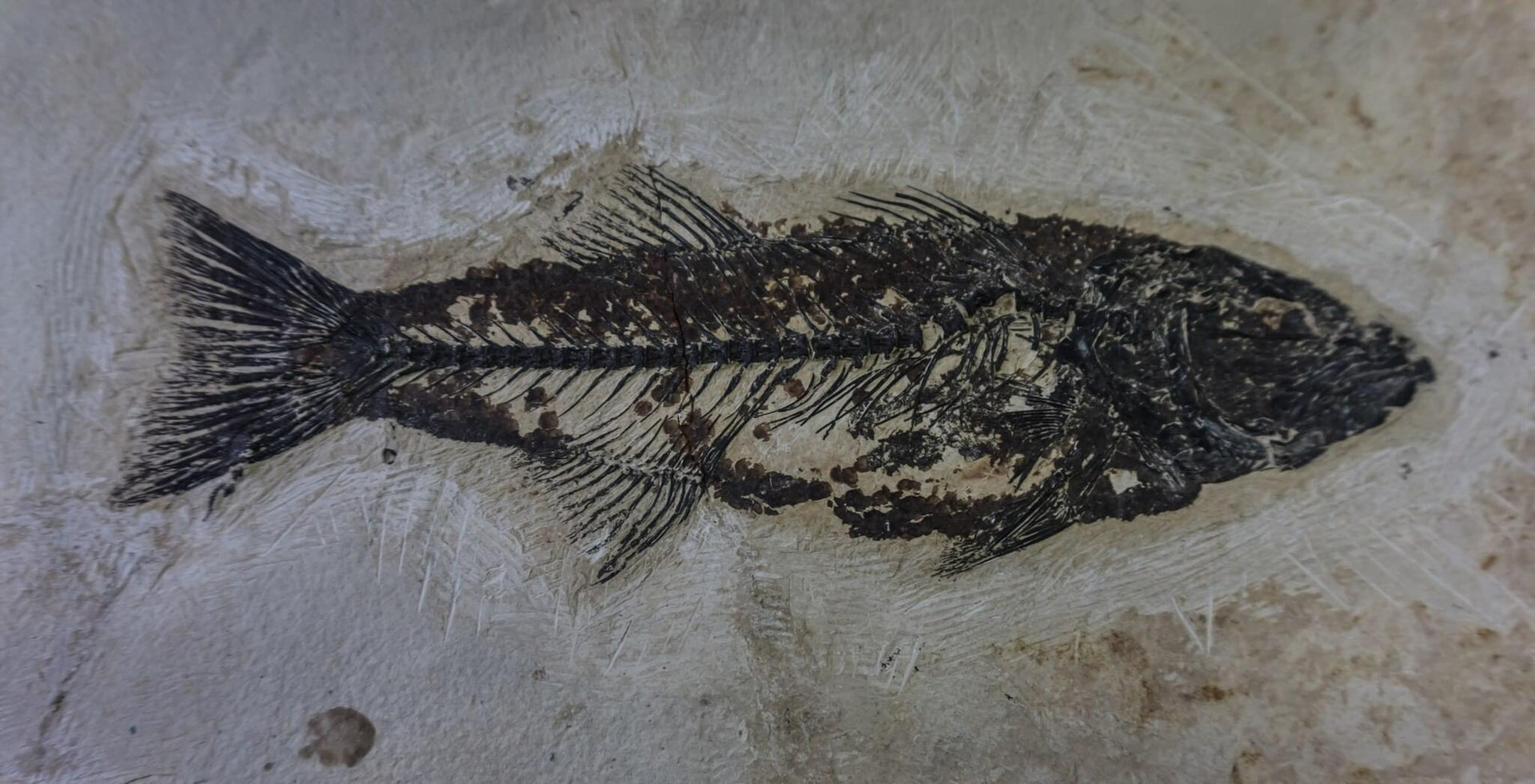 165 photos of Prehistoric Sea-Life Fossils – Fotoref