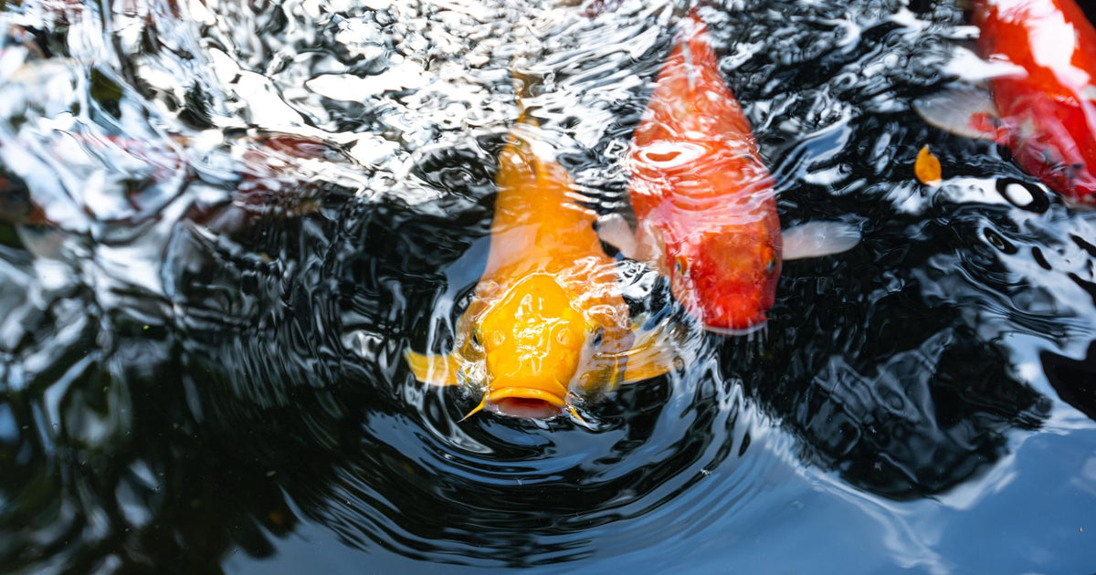 61 photos of Koi Fish – Fotoref