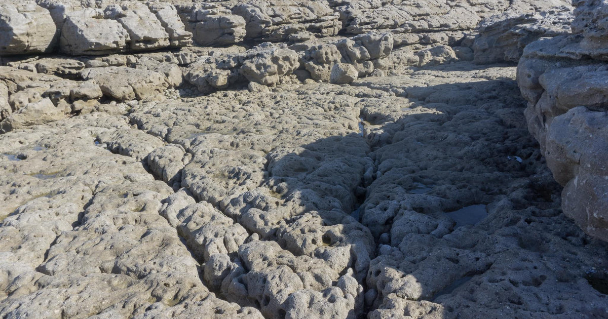 70 photos of Sponge Marine Rocks and Boulders – Fotoref