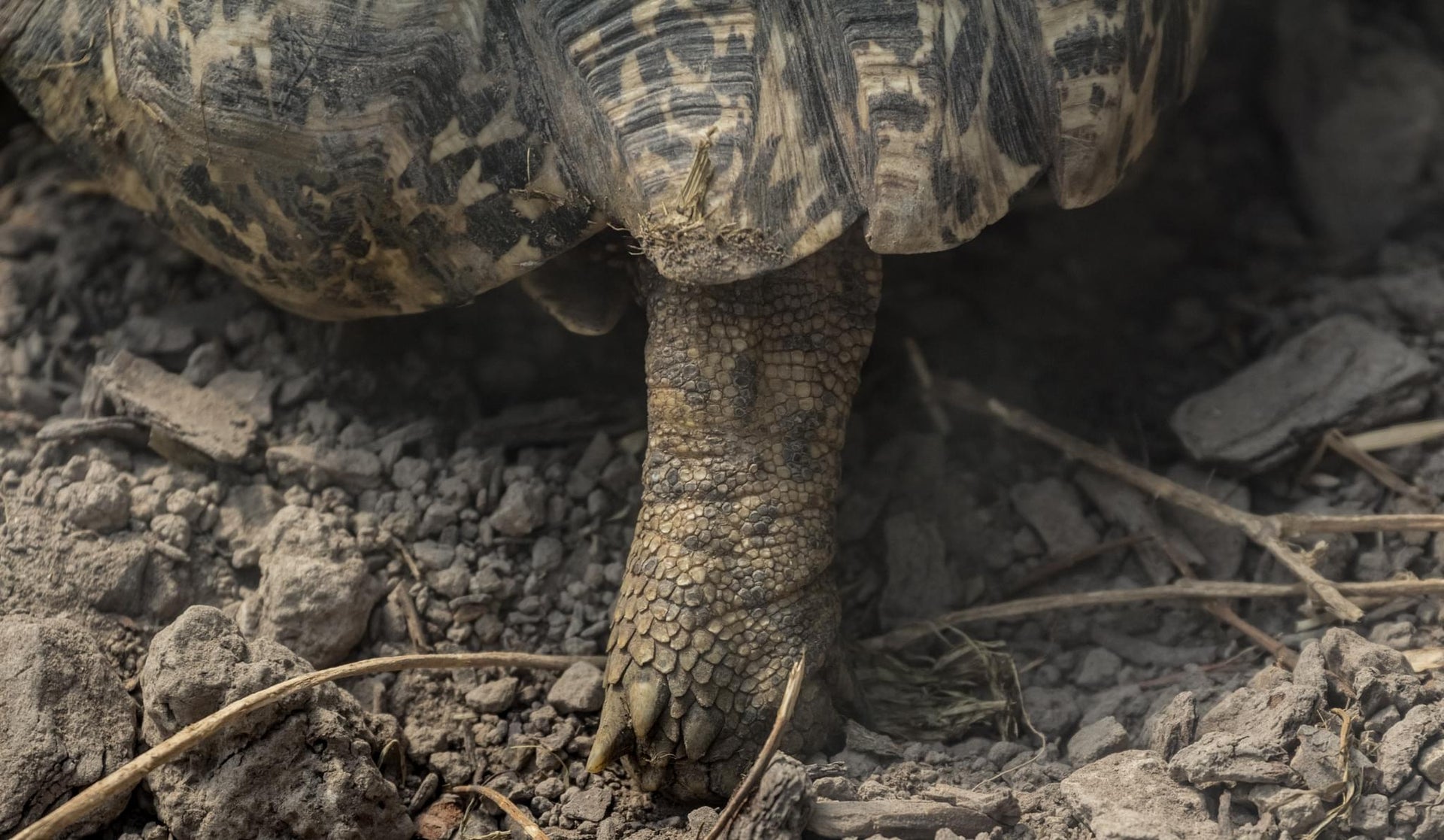 190 photos of Leopard Tortoise – Fotoref
