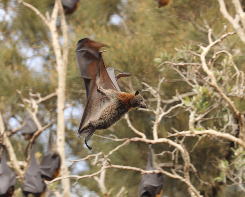 171 photos of Flying Foxes – Fotoref