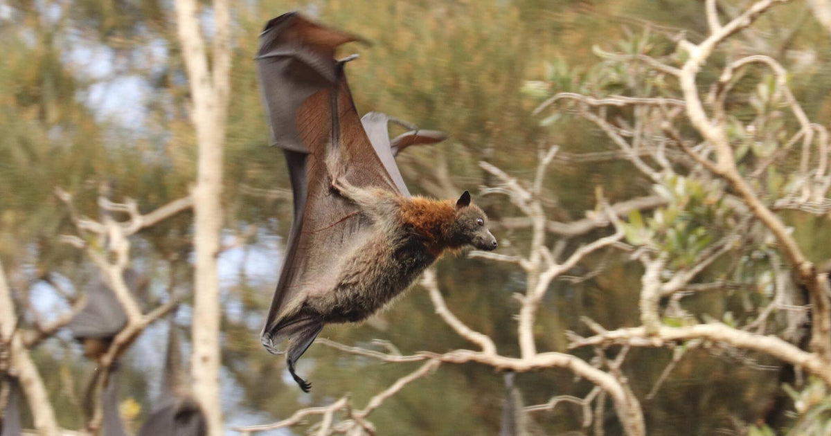 171 photos of Flying Foxes – Fotoref