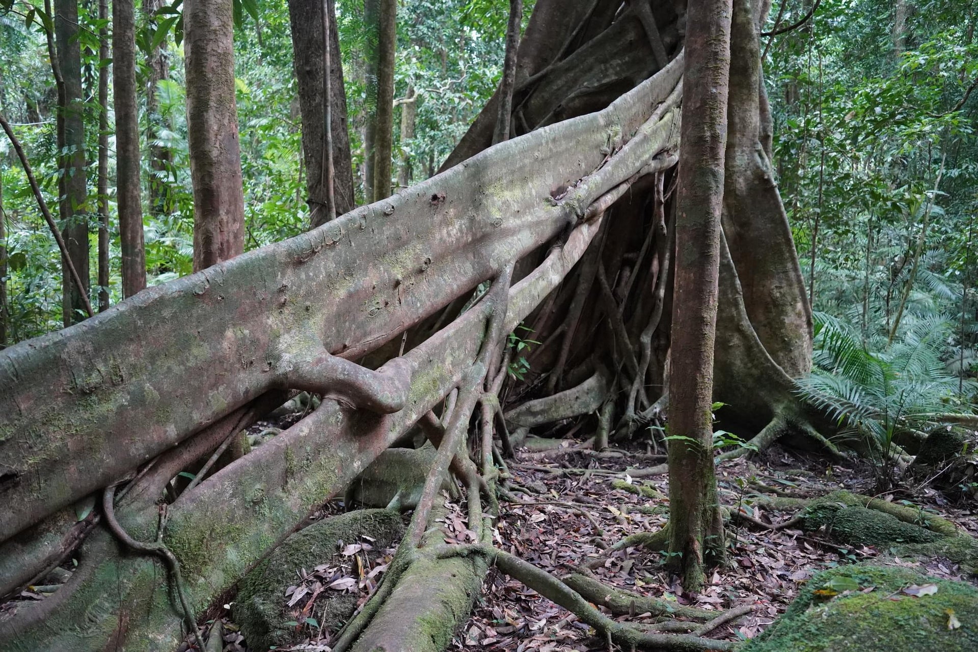 178 photos of Large Tropical Trees Forest – Fotoref