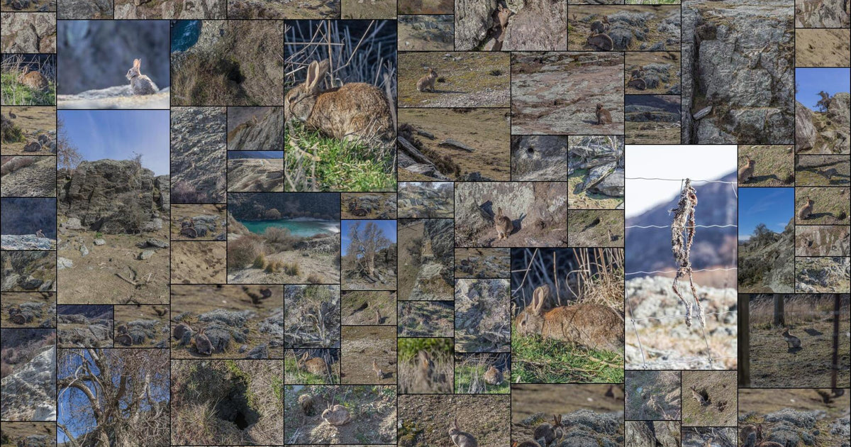 198 photos of Rogue Rabbit Colony – Fotoref