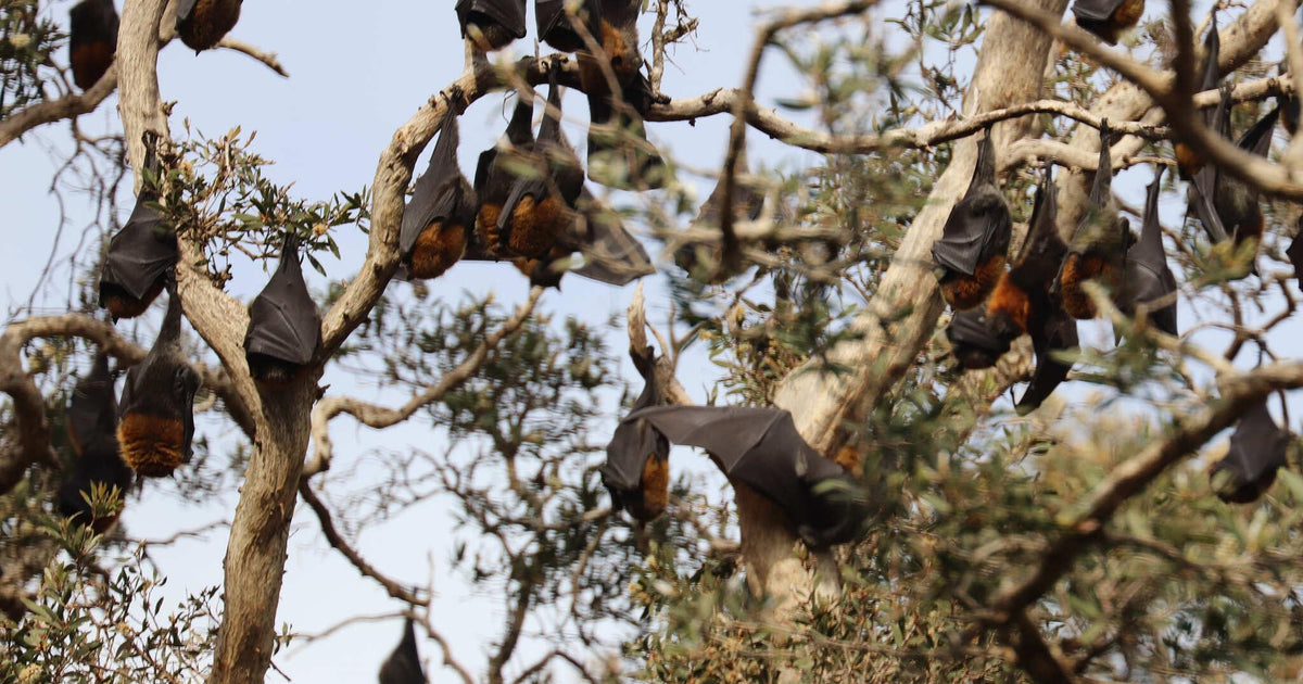 171 photos of Flying Foxes – Fotoref