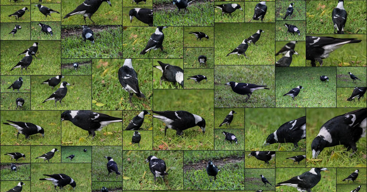 79 photos of Australian Magpie – Fotoref