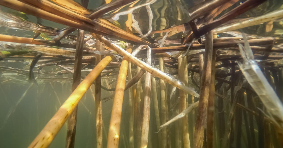 371 photos of Underwater Ghost Reeds – Fotoref