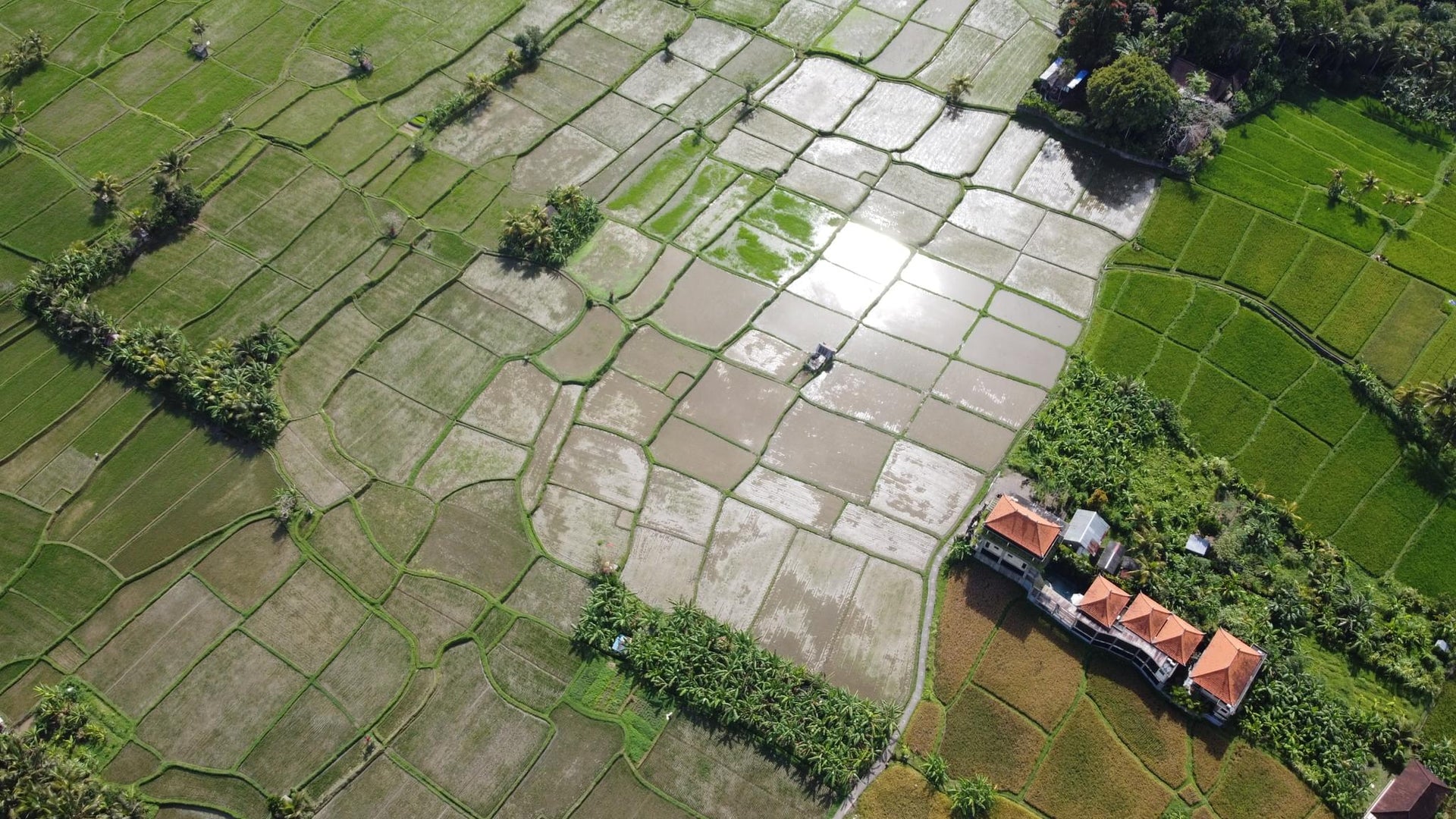 216 photos of Bali Rice Paddies – Fotoref