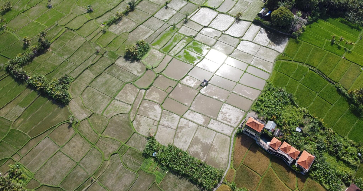 216 photos of Bali Rice Paddies – Fotoref