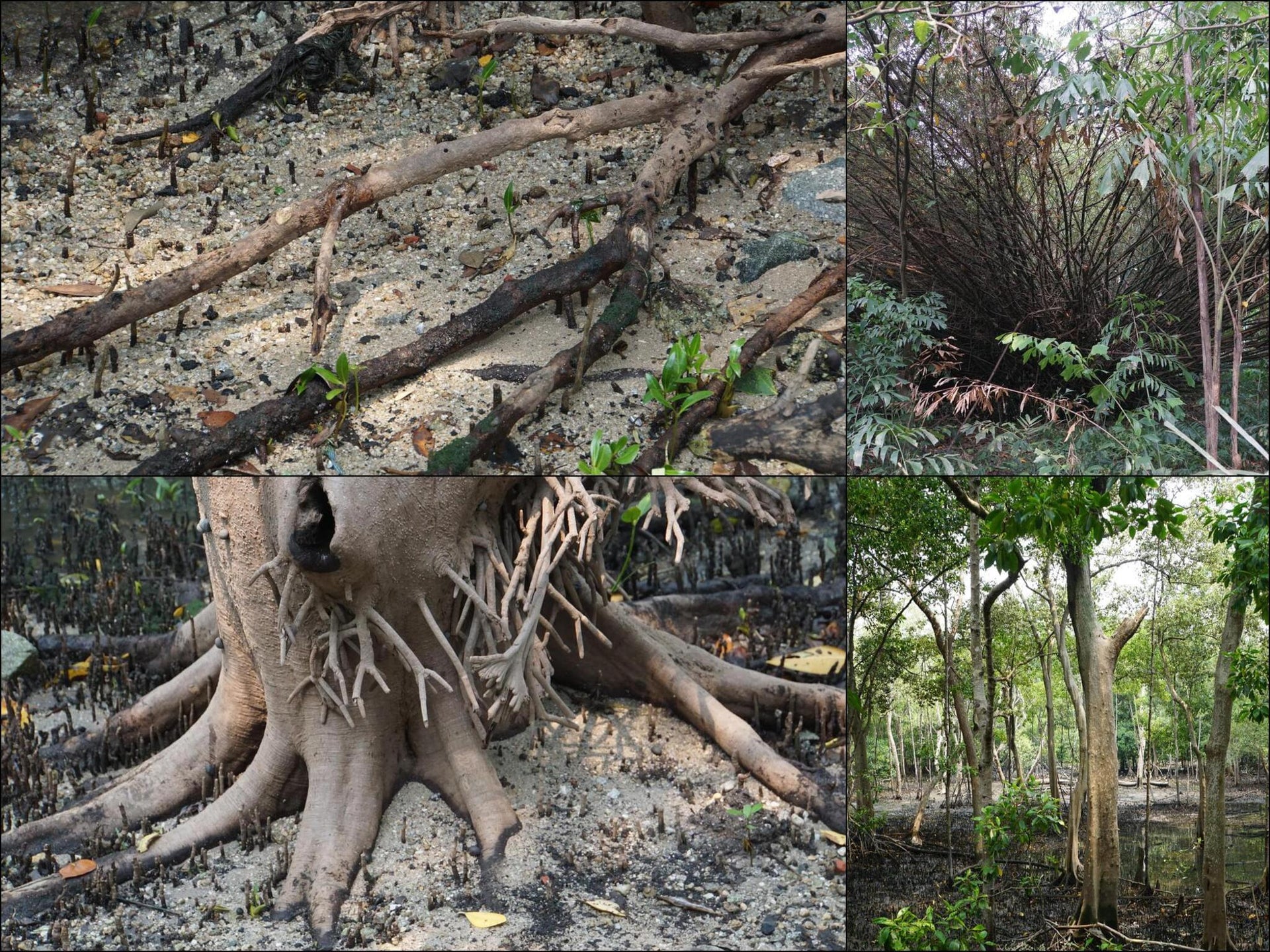 676 photos of Mangrove Swamps – Fotoref