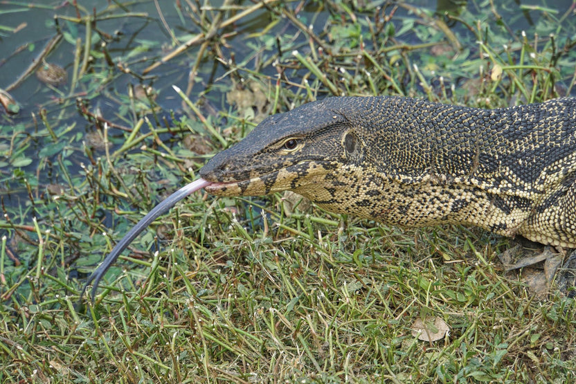 30 photos of Water Monitor Lizard – Fotoref