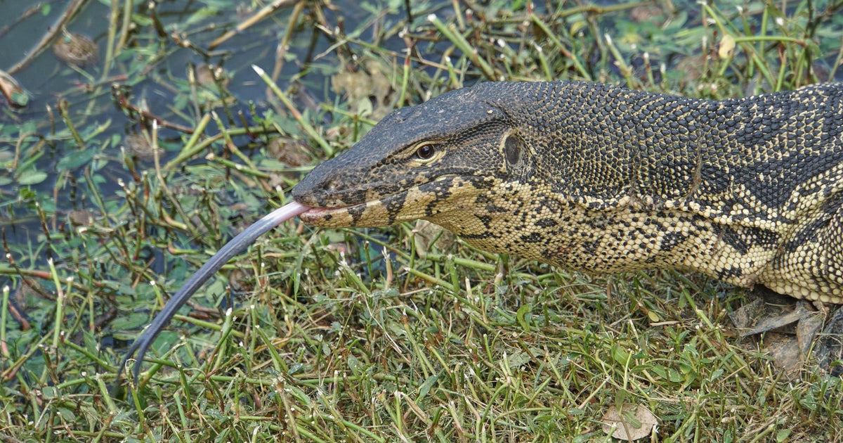 30 photos of Water Monitor Lizard – Fotoref