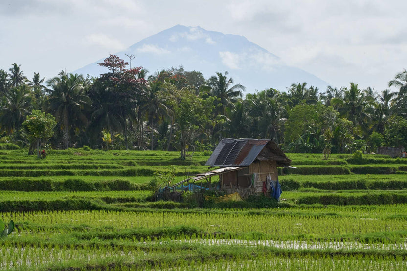 216 photos of Bali Rice Paddies – Fotoref
