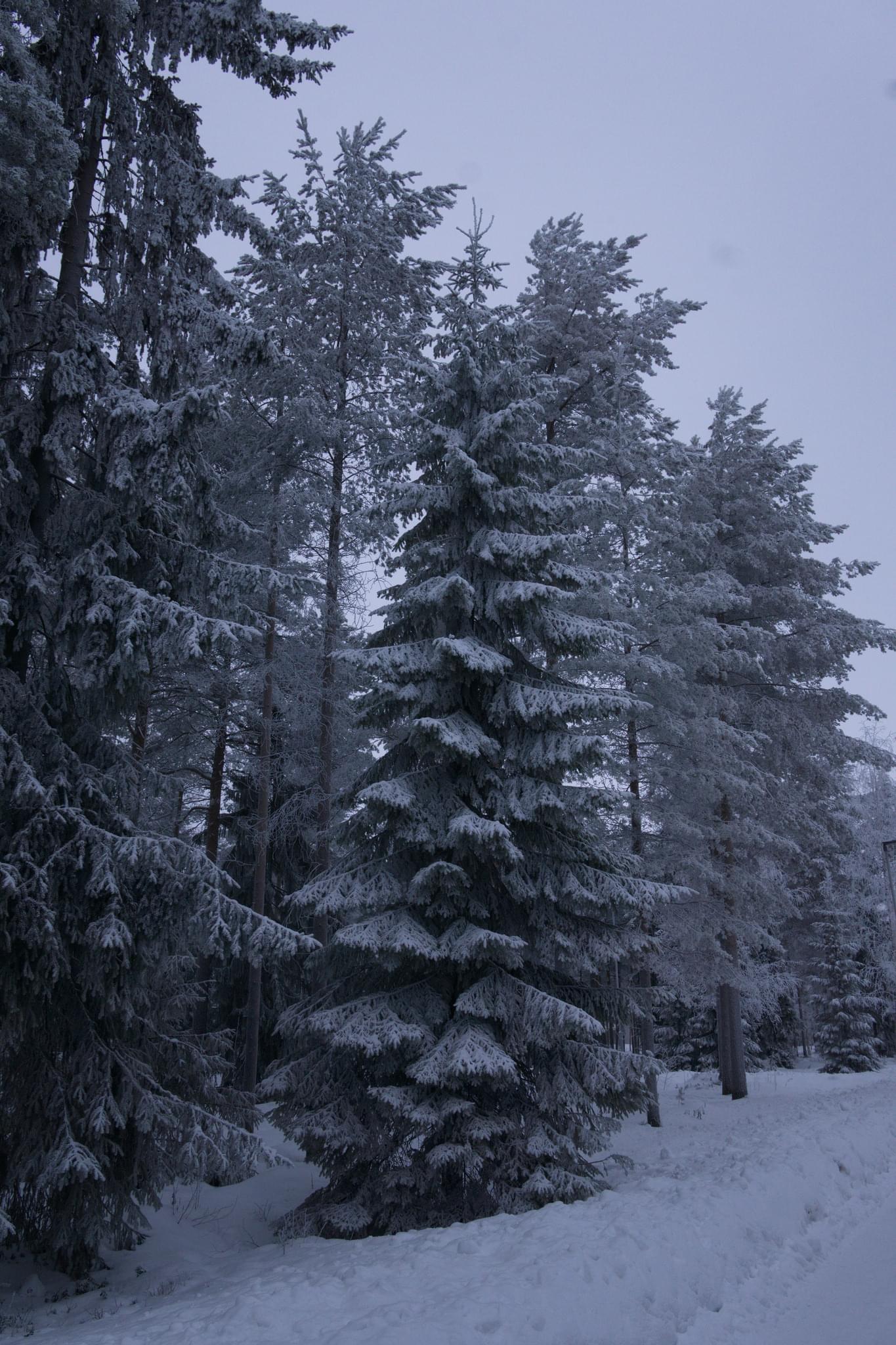 327 photos of Frosty Trees – Fotoref