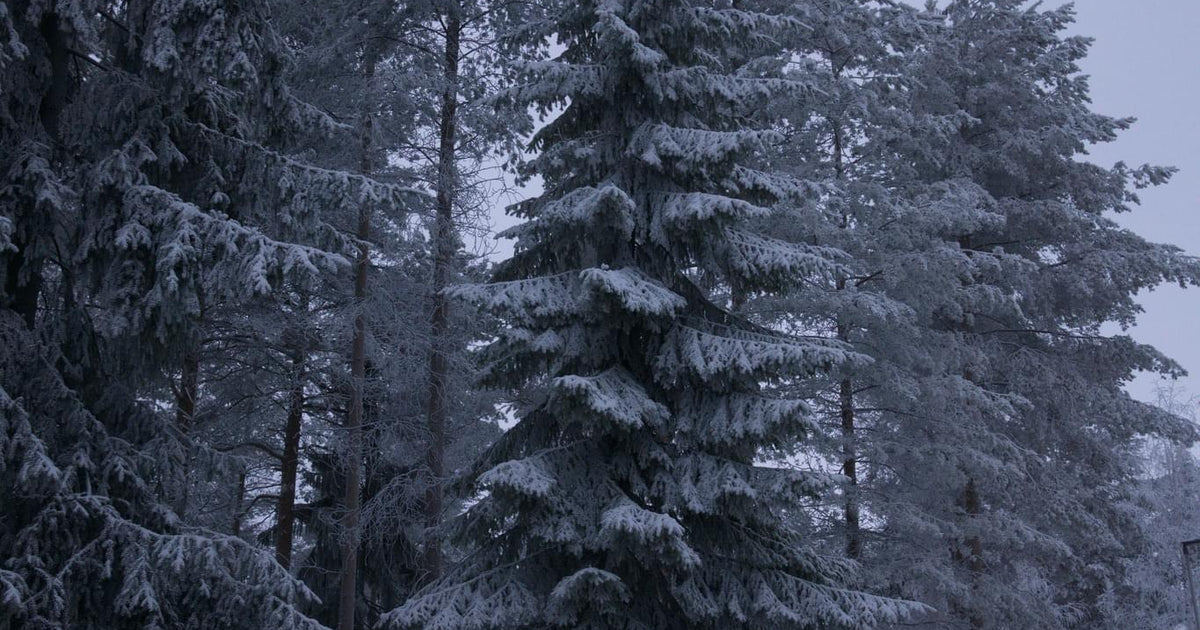 327 photos of Frosty Trees – Fotoref