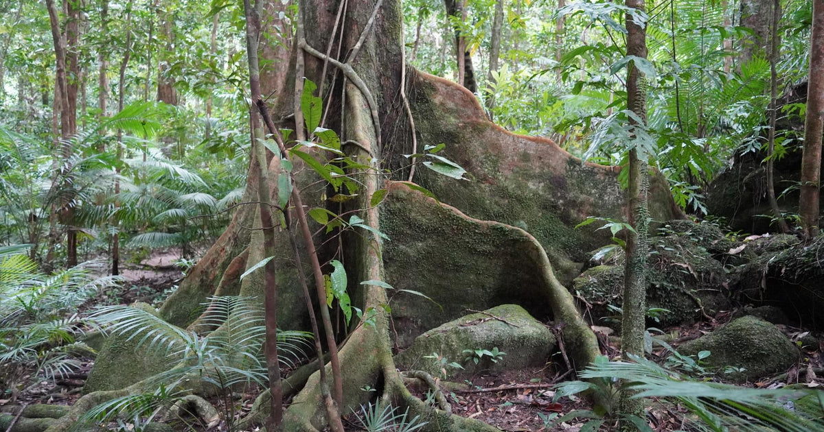 178 photos of Large Tropical Trees Forest – Fotoref