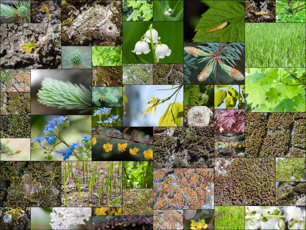 51 photos of Forest Macro Details – Fotoref