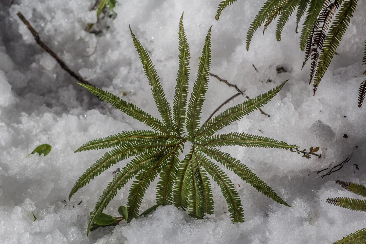 518 photos of Subtropical Rainforest in Snow – Fotoref
