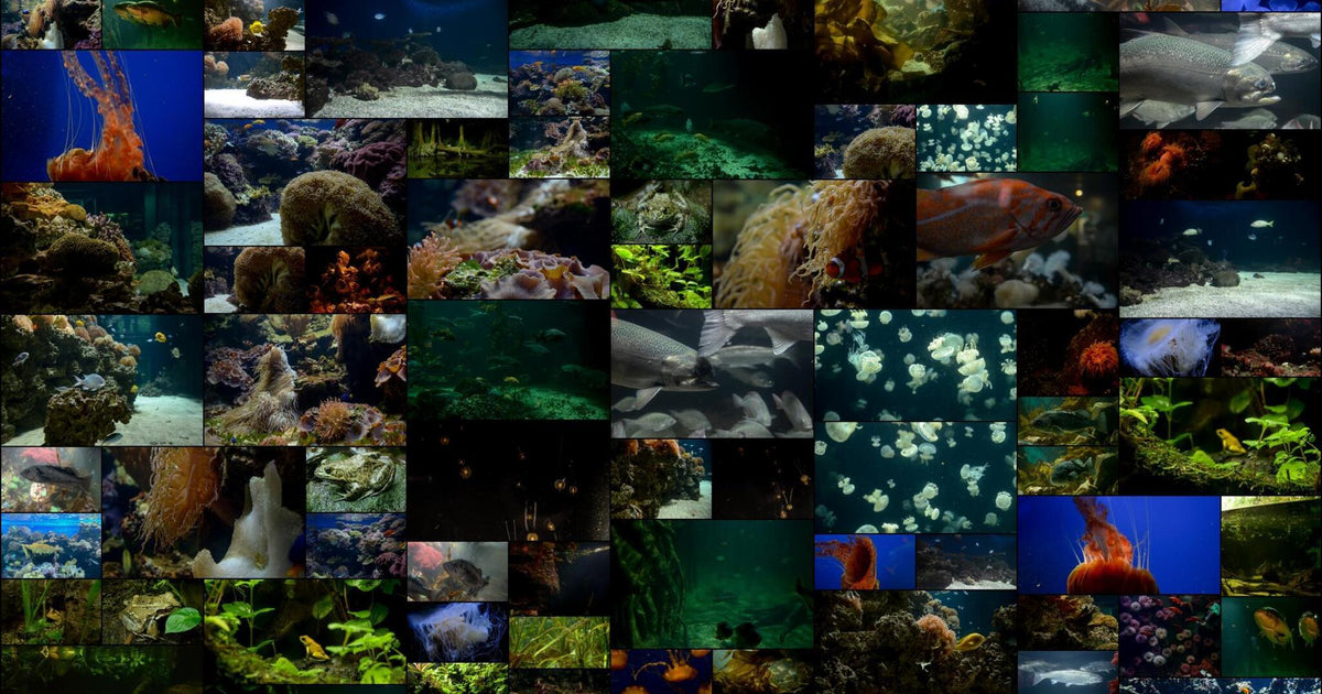 99 photos of Aquatic Life – Fotoref