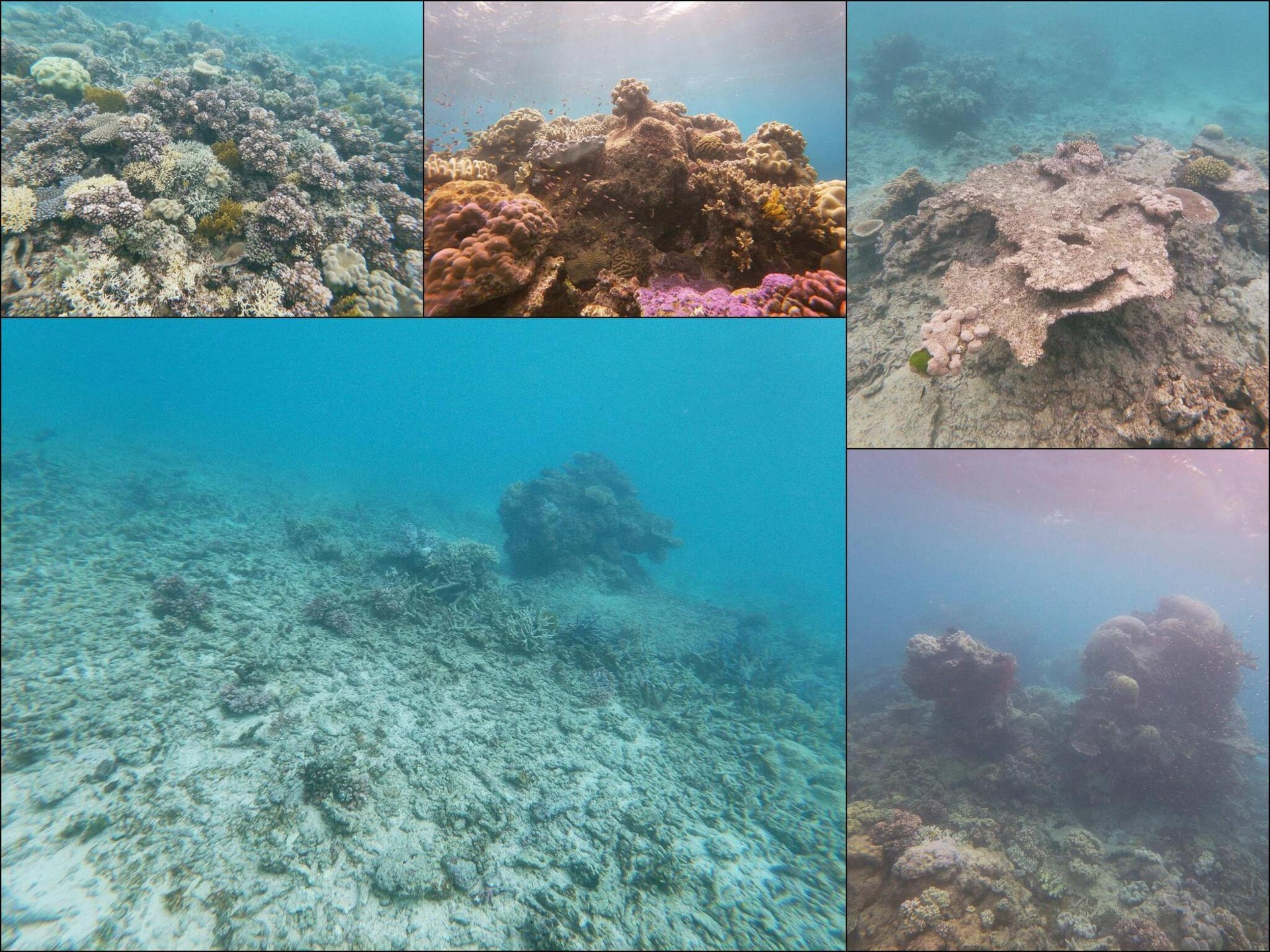 390 photos of Great Barrier Coral Reef Columns and Floor – Fotoref