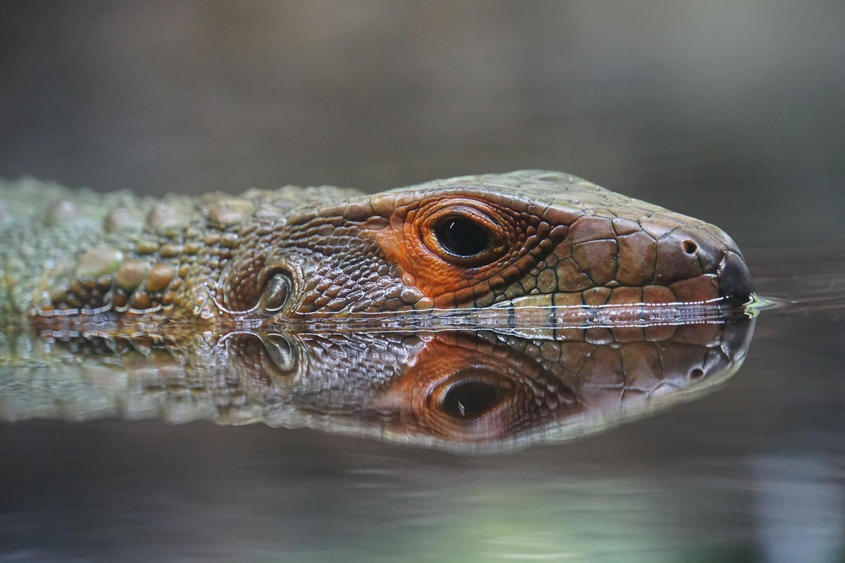 97 photos of Northern Caiman Lizard – Fotoref