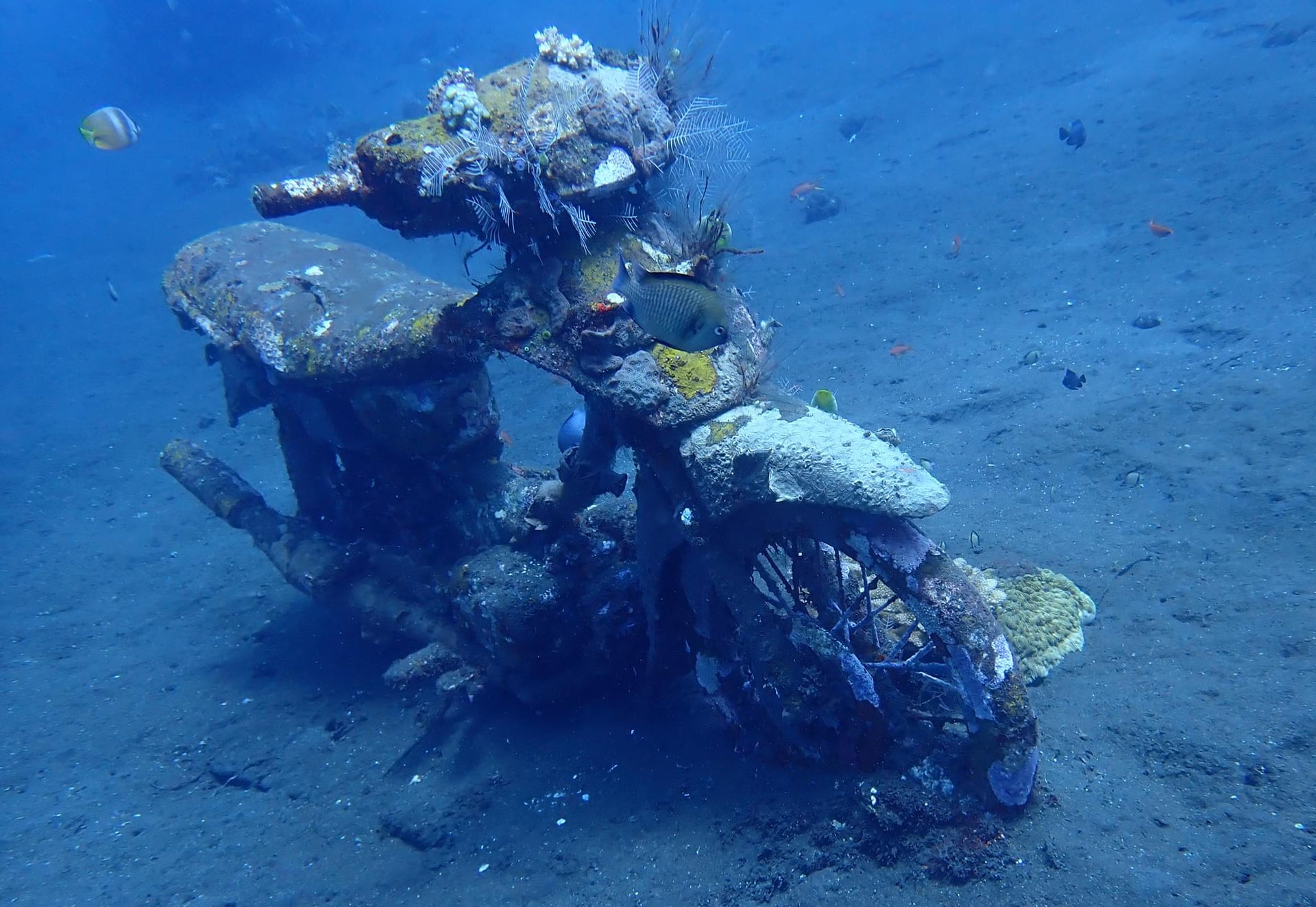 48 photos of Coral Overgrown Underwater Bikes – Fotoref