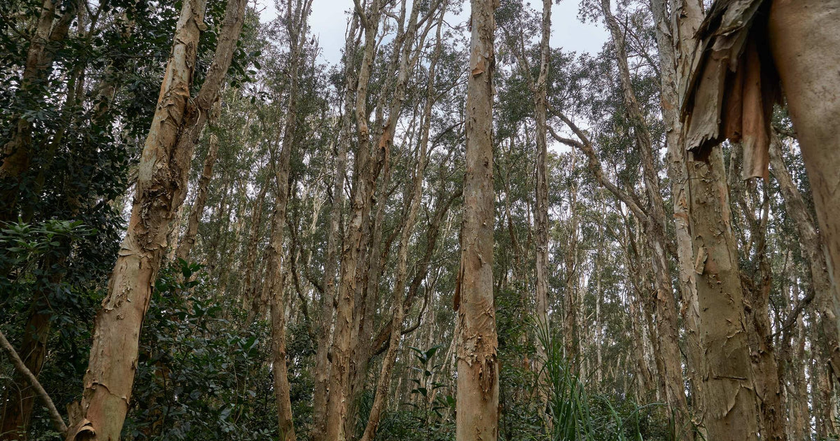 102 photos of Dense Swamp – Fotoref