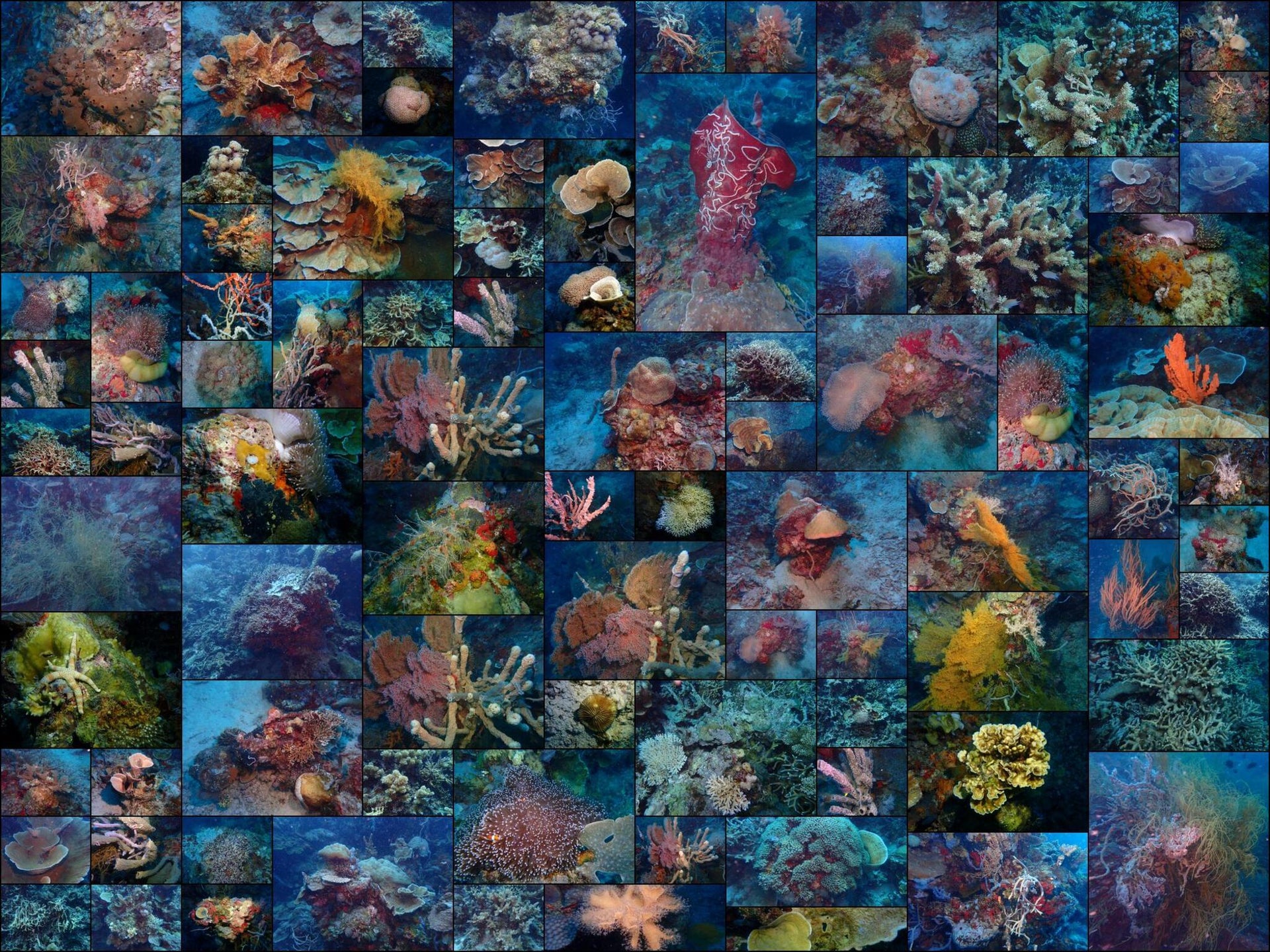 260 photos of Overlit Coral – Fotoref