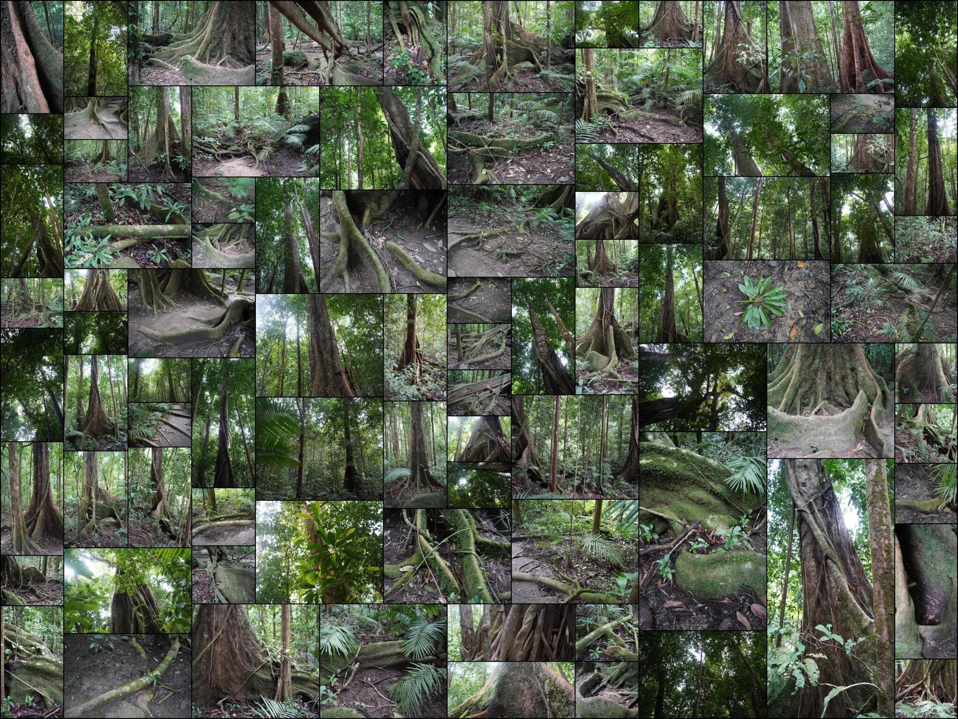 178 photos of Large Tropical Trees Forest – Fotoref