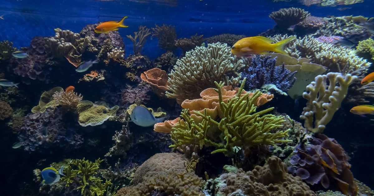 99 photos of Aquatic Life – Fotoref