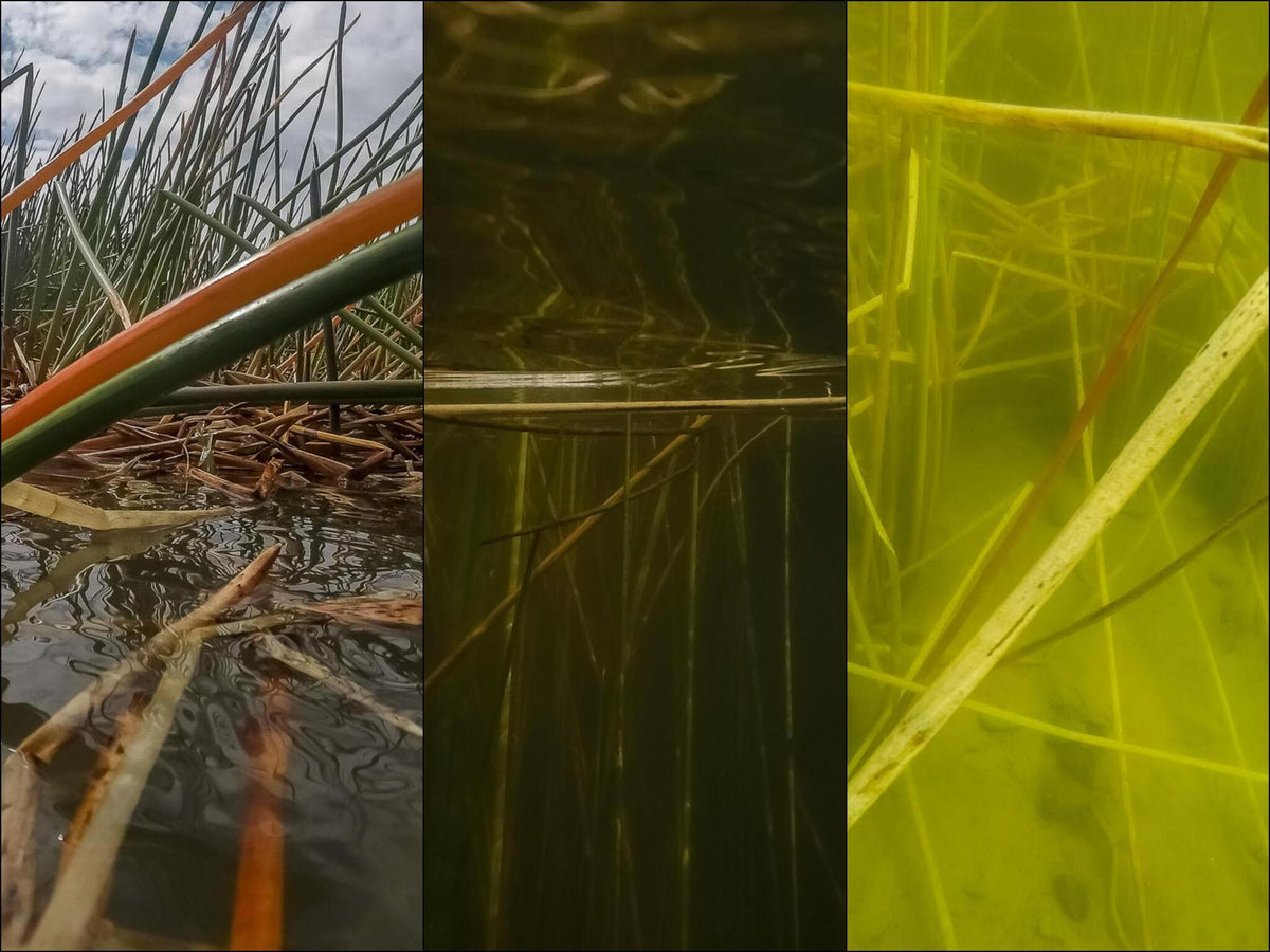 371 photos of Underwater Ghost Reeds – Fotoref