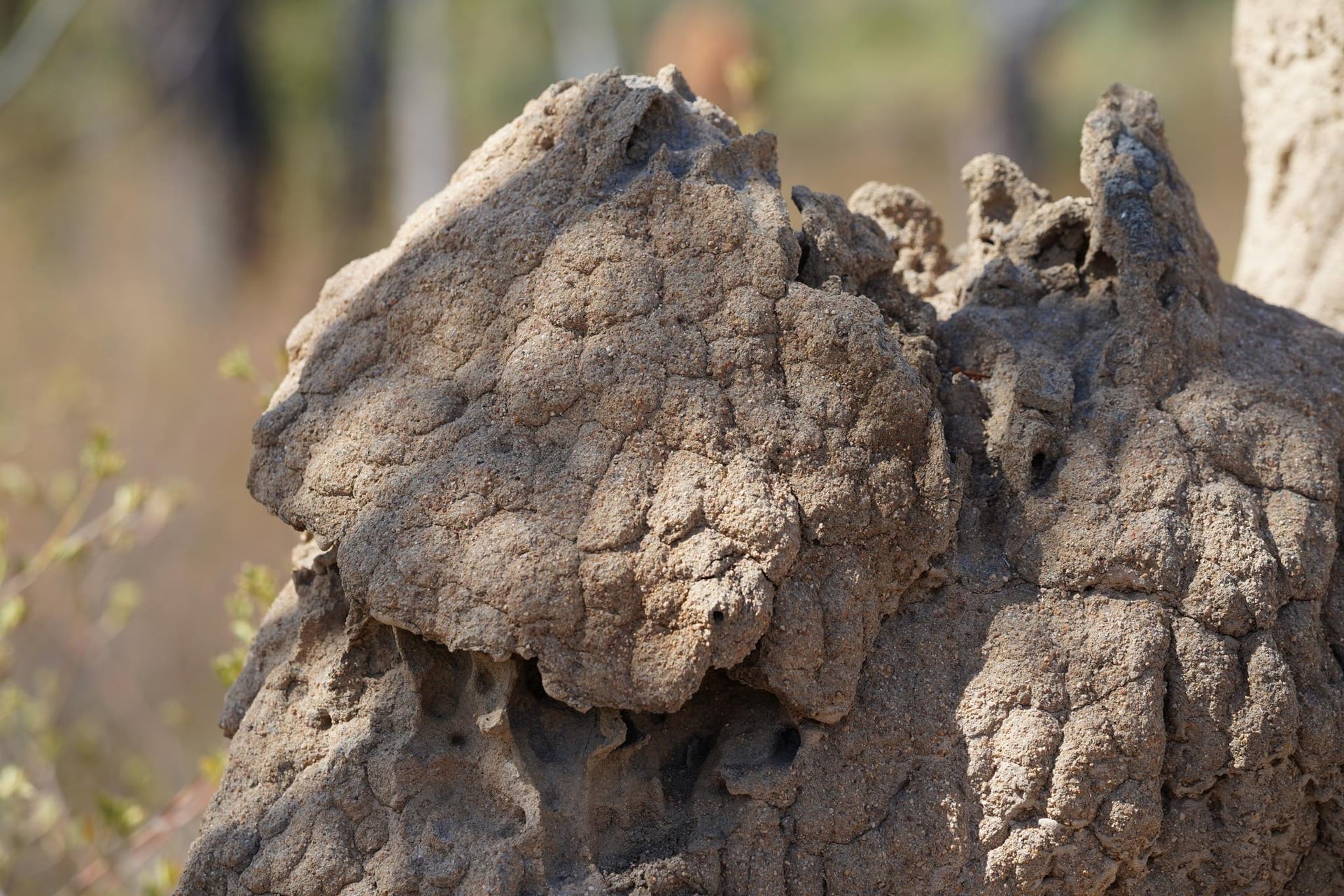 170 photos of Large Brown Termite Mounds – Fotoref