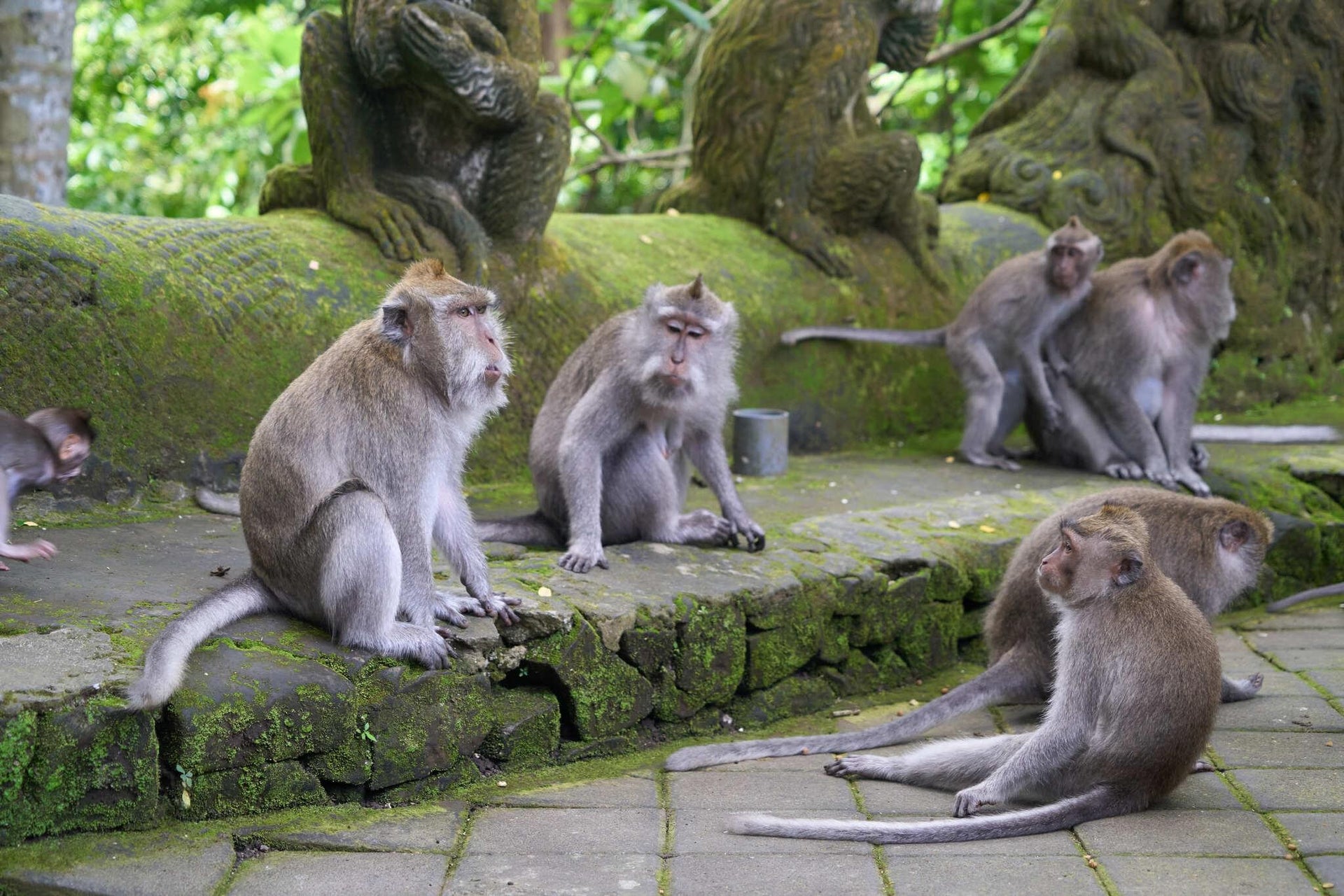 158 photos of Long-Tailed Monkeys – Fotoref
