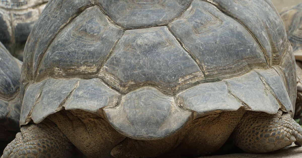 92 photos of Giant Tortoise – Fotoref