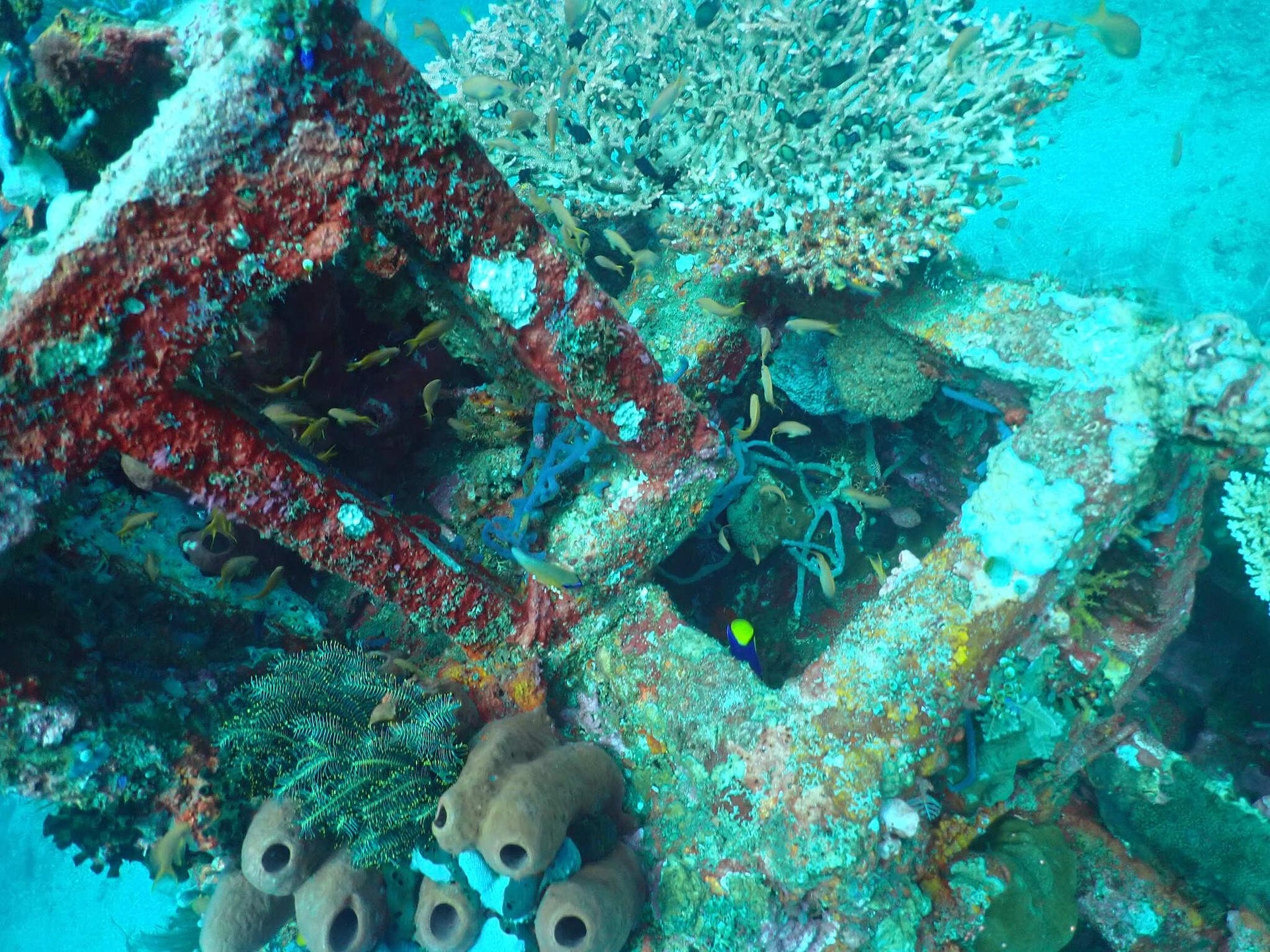 166 photos of Coral Pyramid Structures – Fotoref