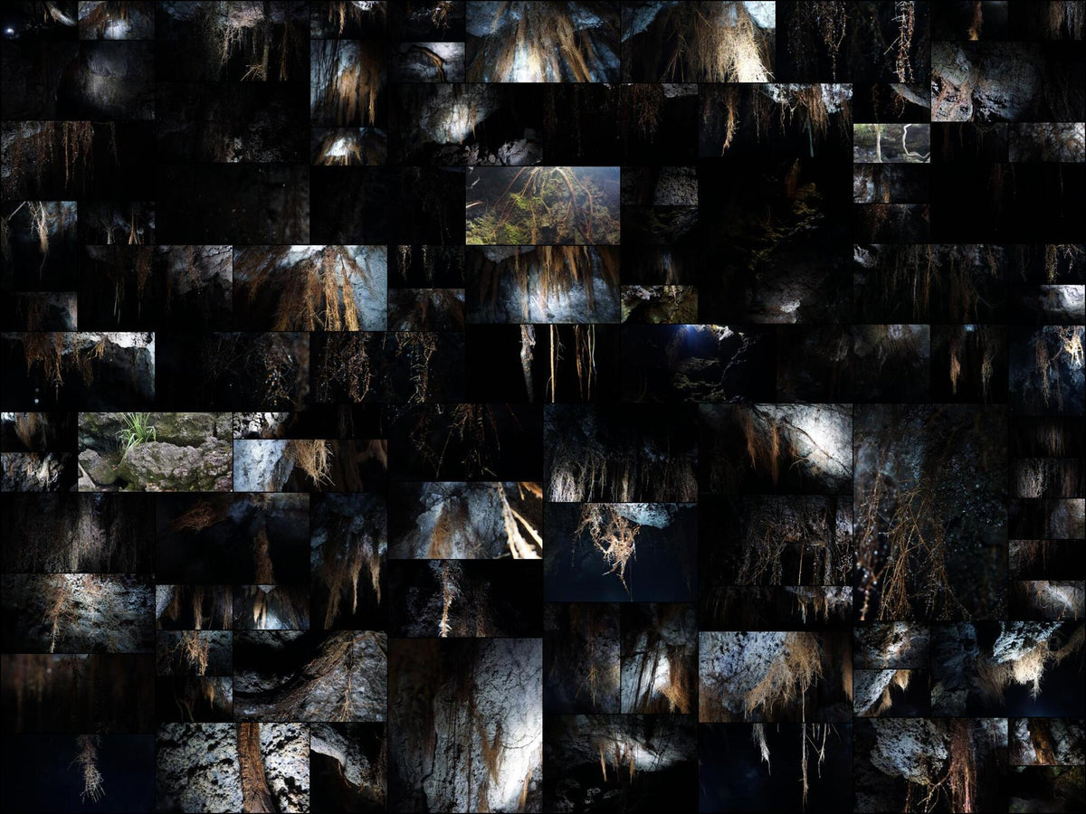200 photos of Cave Tree Roots – Fotoref