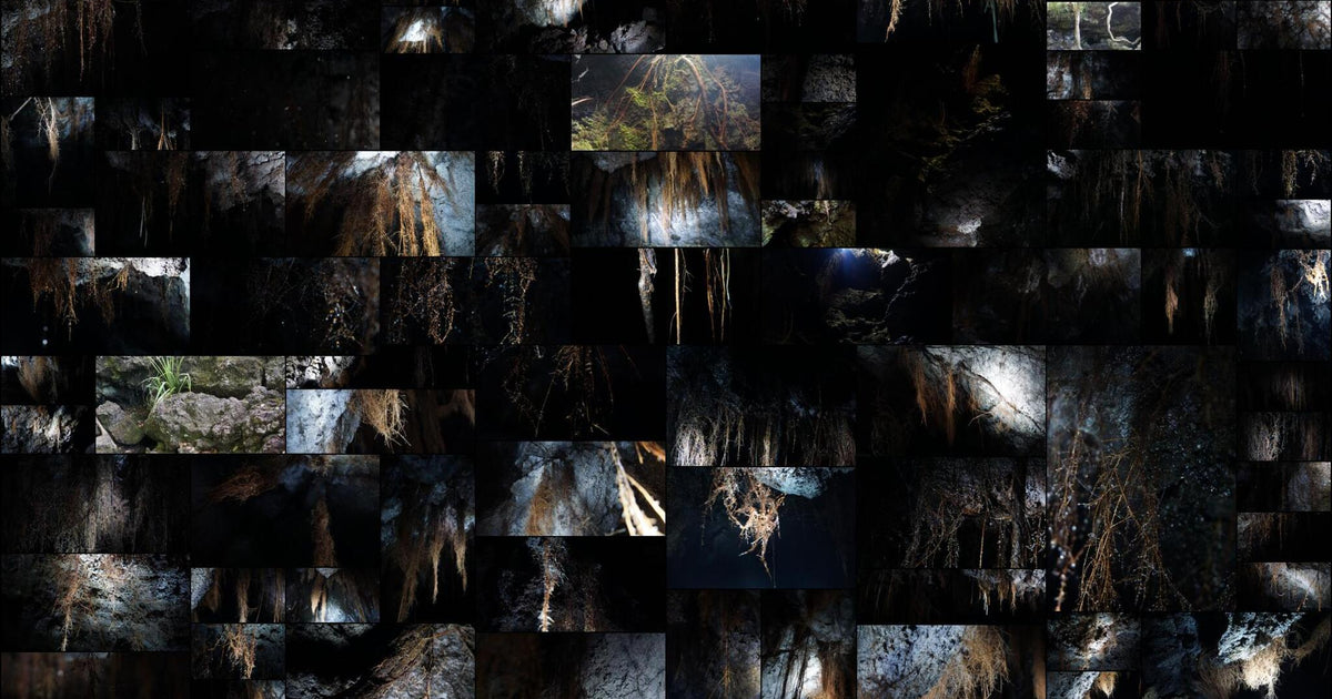 200 photos of Cave Tree Roots – Fotoref