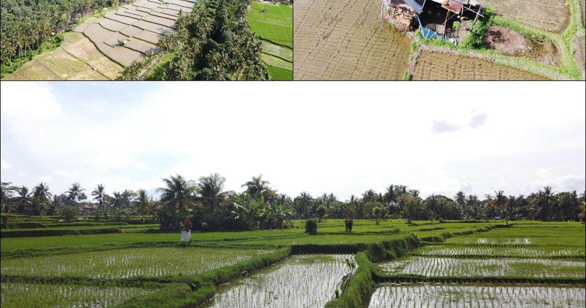 216 photos of Bali Rice Paddies – Fotoref