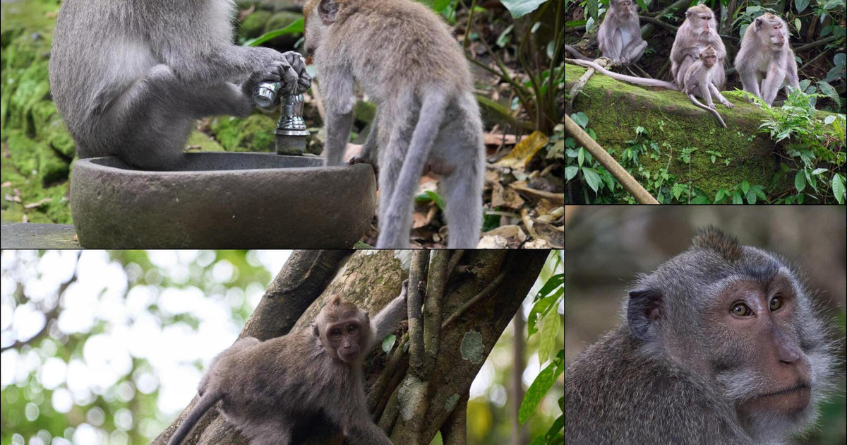 158 photos of Long-Tailed Monkeys – Fotoref