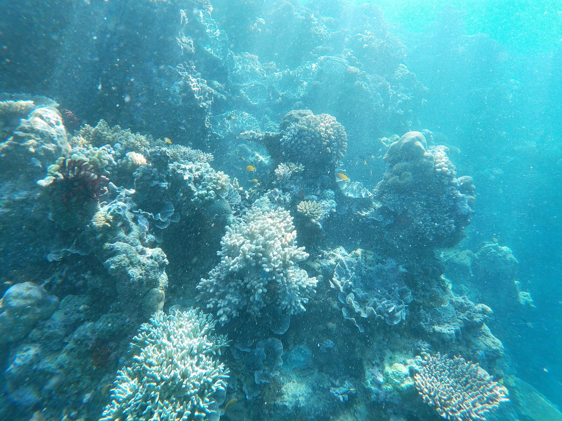 202 photos of Coral Reef Sunset – Fotoref