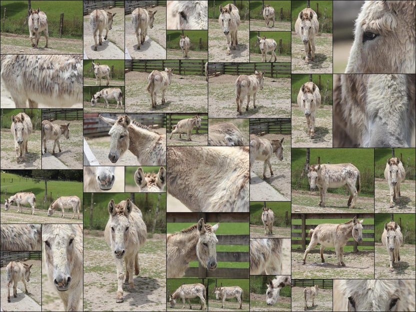 43 photos of Donkey – Fotoref