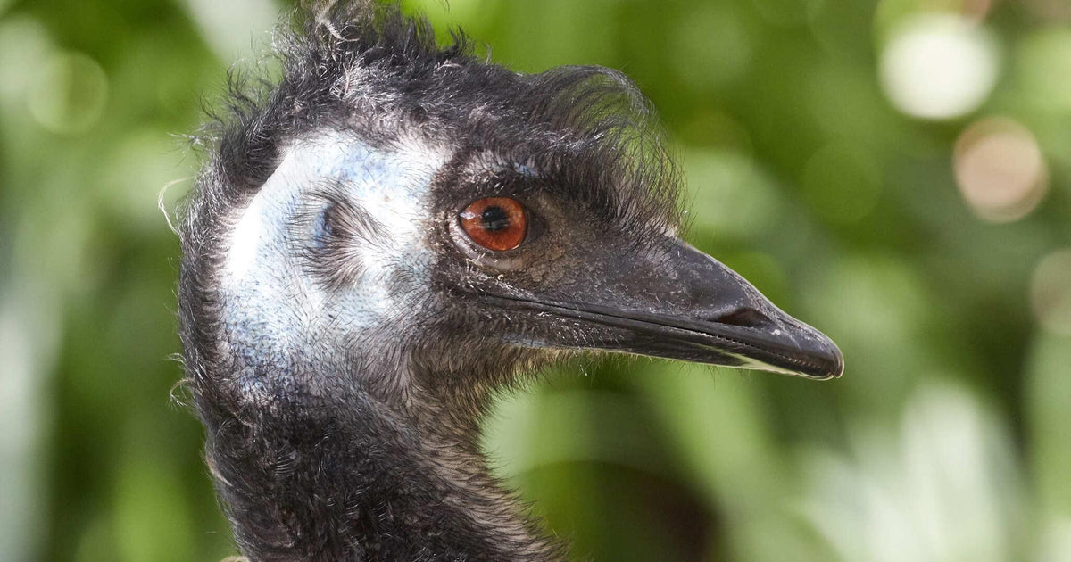 47 photos of Emu – Fotoref