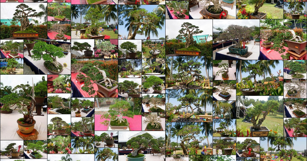 87 photos of Bonsai Trees – Fotoref