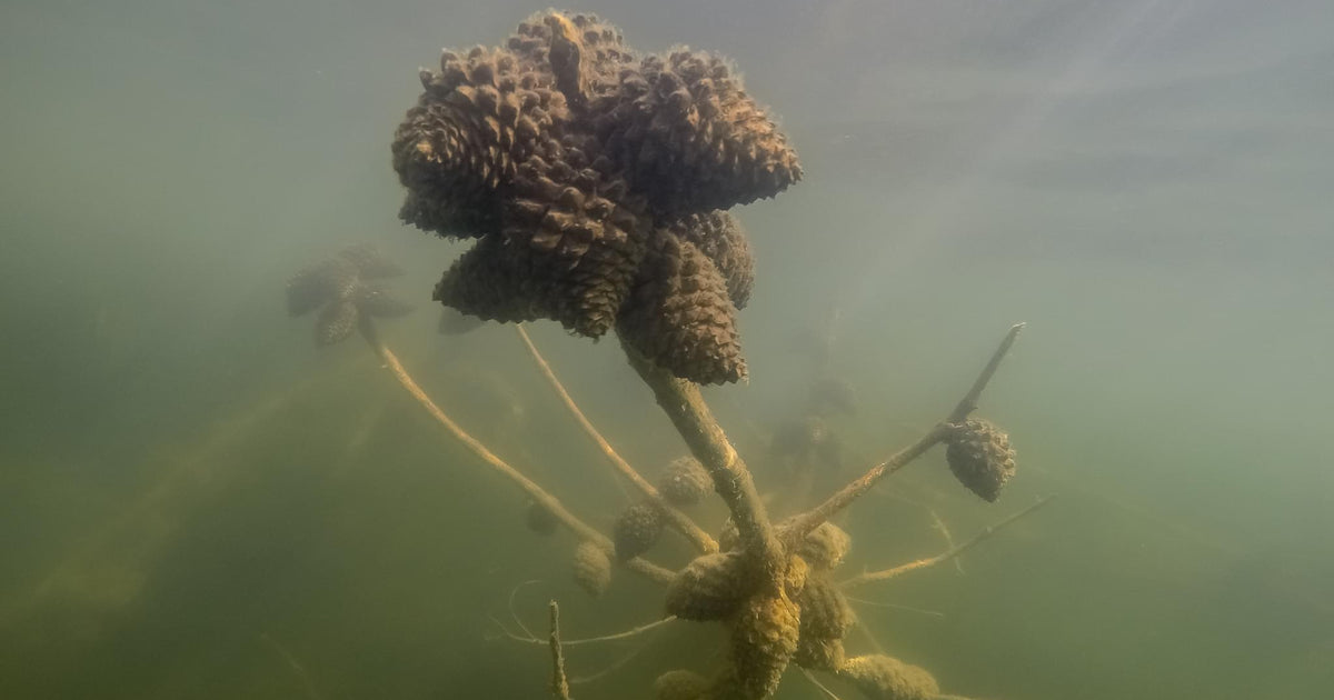 371 photos of Underwater Ghost Reeds – Fotoref